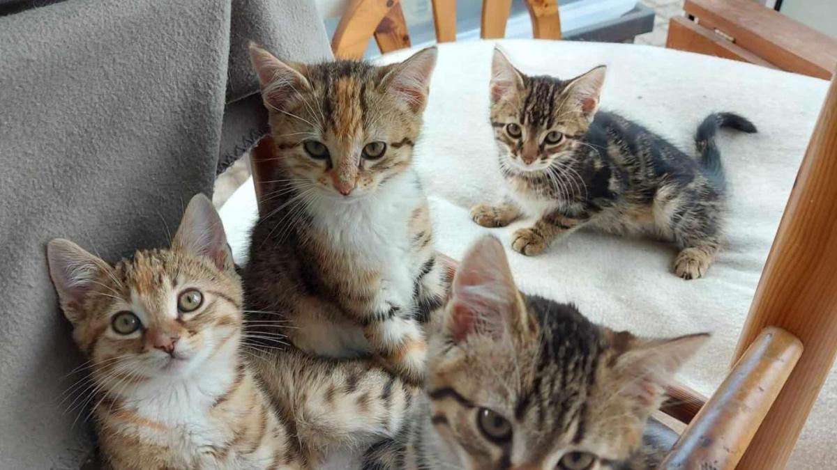 Chats de moins d'un an